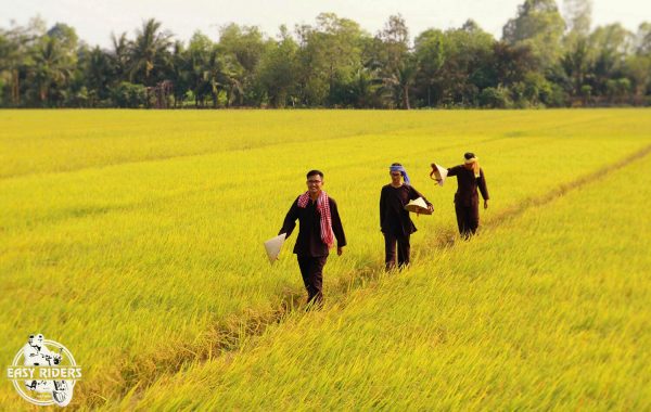 Top 12 Most Beautiful Rice Fields in Vietnam - Easy Riders Vietnam