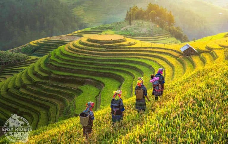 Top 12 Most Beautiful Rice Fields in Vietnam - Easy Riders Vietnam